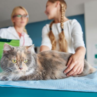 Sutton On Sea – Aldervale Veterinary Centre